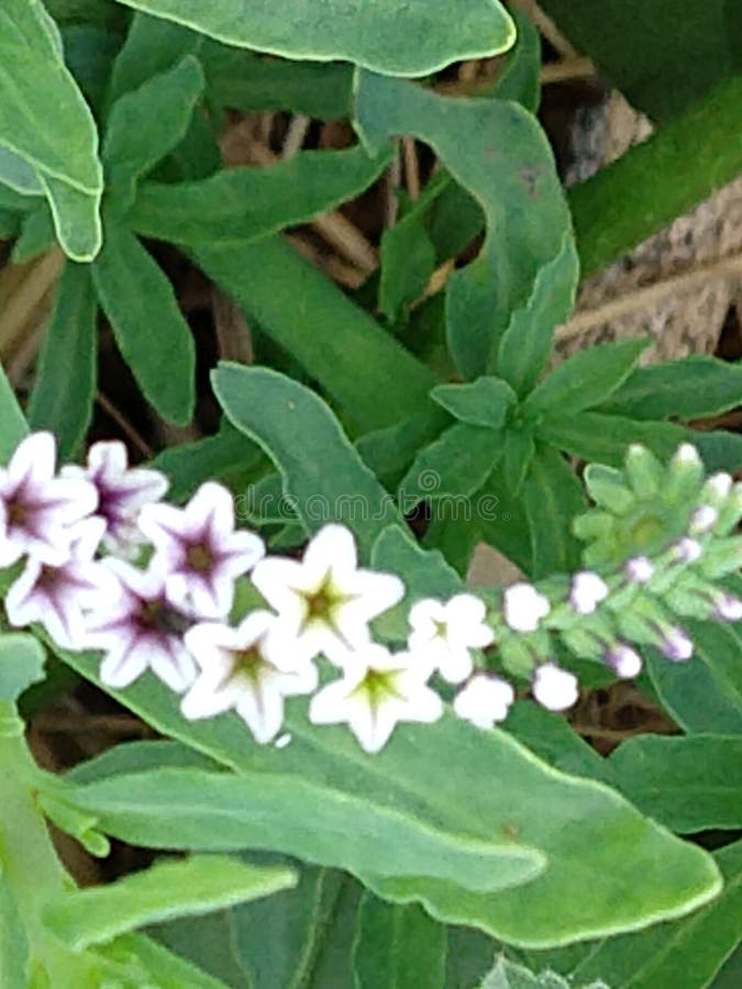 Plants and flowers stock image. Image of colorful, plants - 151252151