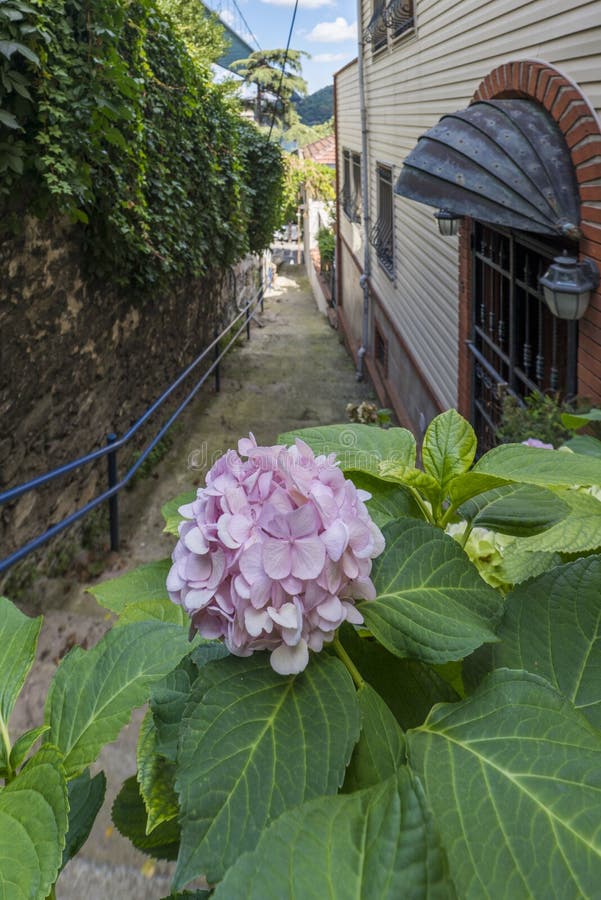 Plants and Flowers in a Corridor between Buildings Stock Image - Image ...