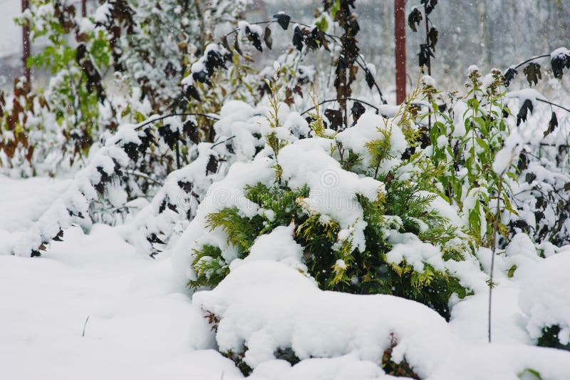 Plants and Flowers Covered with Snow in Winter Stock Photo - Image of ...