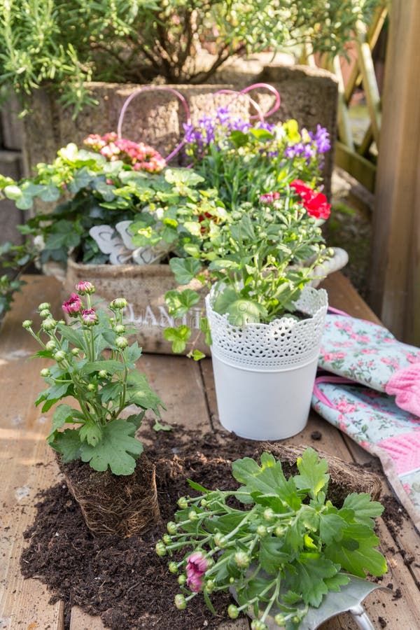 Plants flowers stock photo. Image of fresh, pink, gardening - 98531730