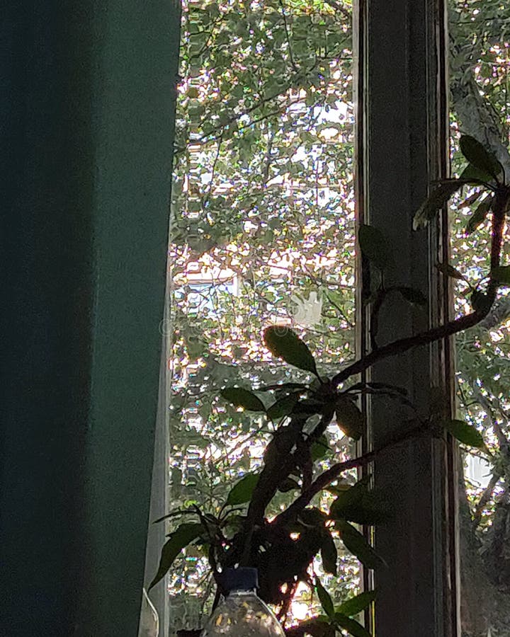 Trees on windows stock photo. Image of light, mali, green - 102926308