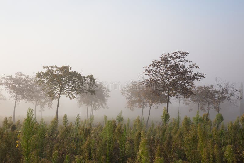 Plants and fog stock photo. Image of natural, environment - 92290658