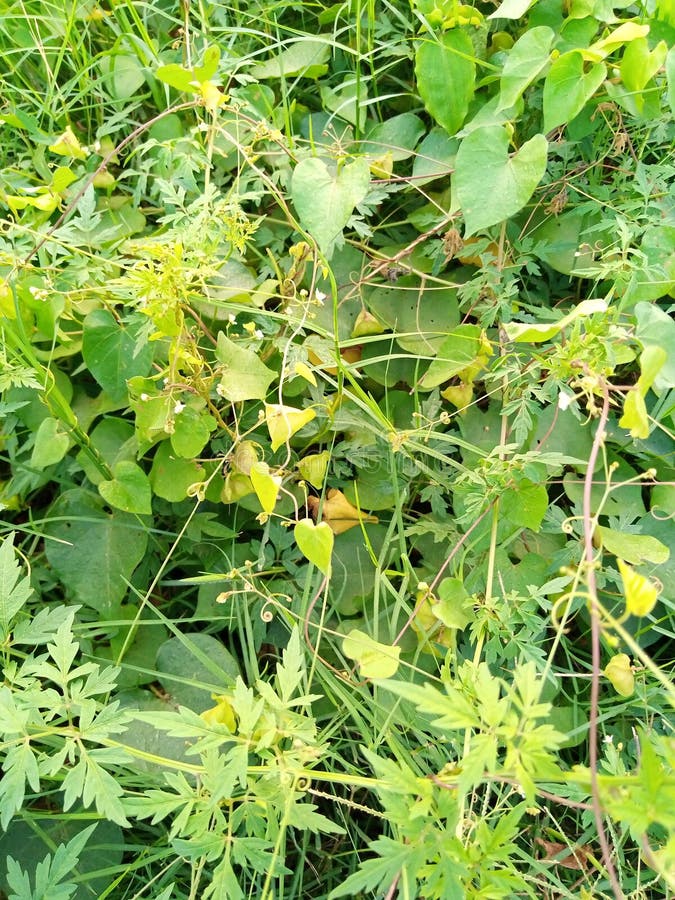 Plants Foliage Forest Trees Green Fruit Stock Photo - Image of fload ...