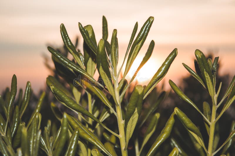 Plants in foreground stock photo. Image of leaf, flower - 155534238