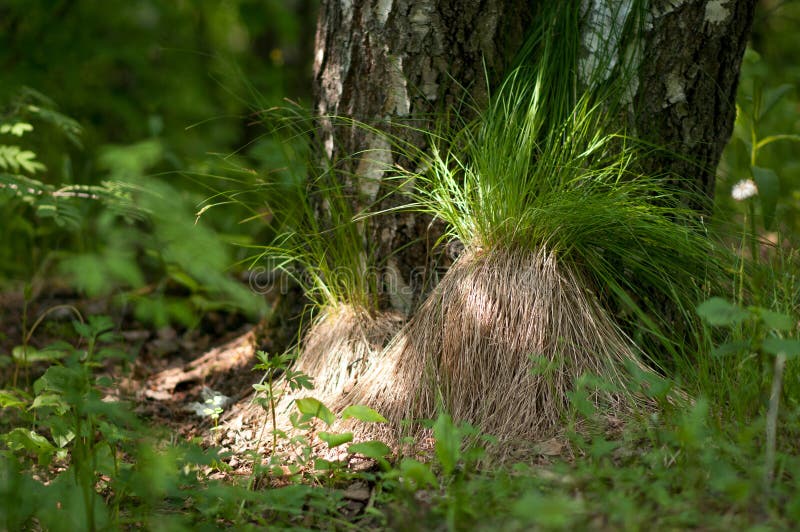 Plants in the Forest Nature Stock Photo - Image of fresh, beauty: 121555580