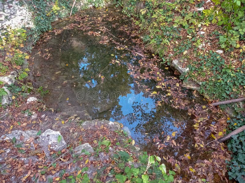 Plants. Forest Water Source. Reflections of Trees, Grasses, Autumn ...