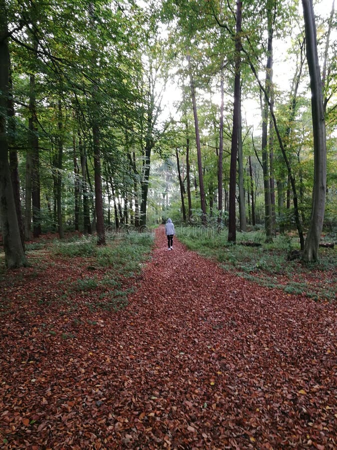Plants Forrest stock photo. Image of grass, grove, tree - 102638668