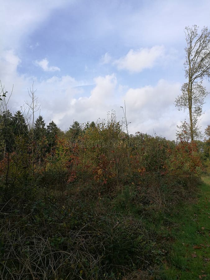 Plants Forrest stock photo. Image of forrest, hill, prairie - 102638768