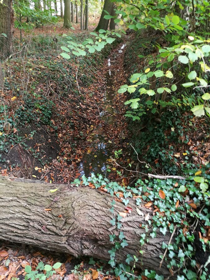 Plants Forrest stock image. Image of landscape, leaf - 102638855