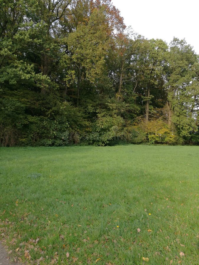 Plants Forrest stock photo. Image of meadow, prairie - 102639138