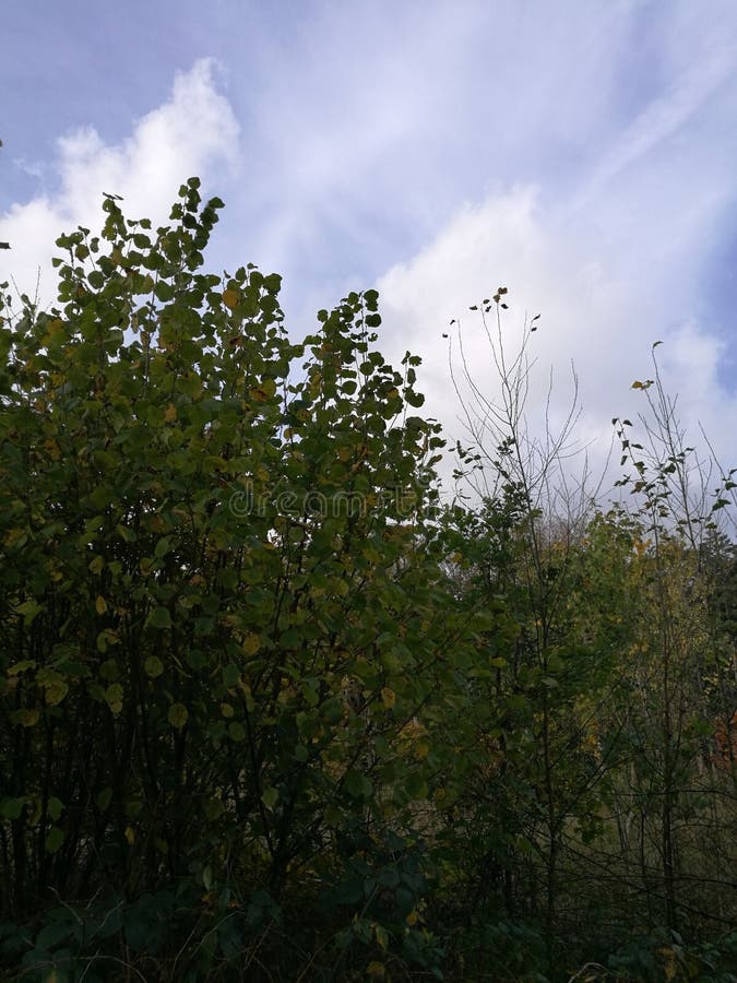 Plants Forrest stock image. Image of leaf, cloud, shrubland - 102638829