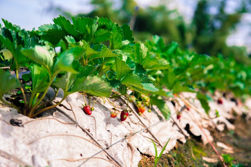 Plants Fresh Strawberries at Farm Stock Image - Image of crop, growing ...