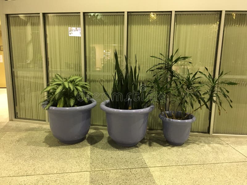 Plants in a Lobby Waiting Room Stock Image - Image of glass, front ...