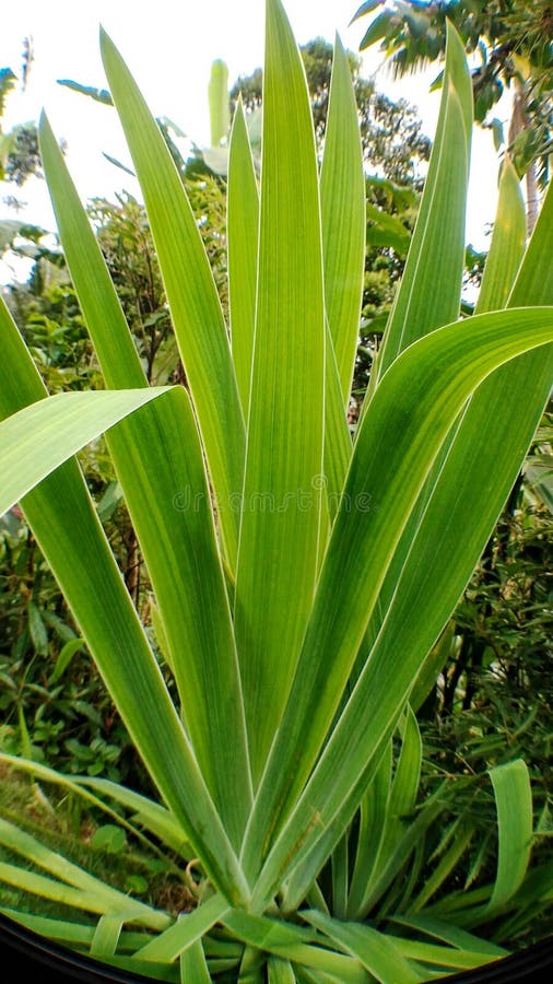 The Plants in Front of the House are Very Green and Straight Stock ...