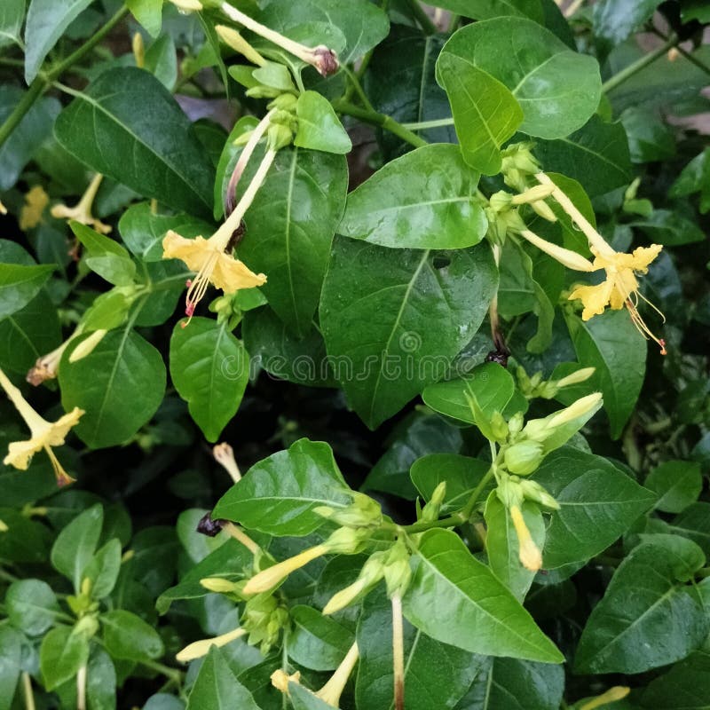 Plants in Front of the House,the Yellow One Stock Photo - Image of ...