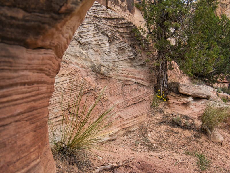 Plants in Front of Rocks with Grooves and Stripes Stock Image - Image ...