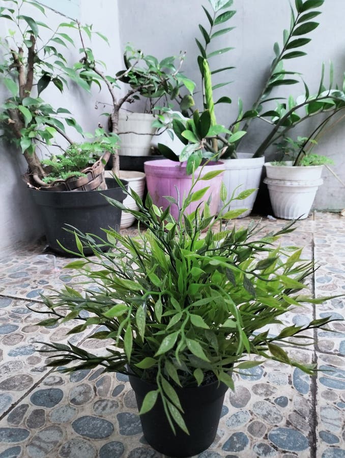 Plants in the Front Yard of the House Stock Image - Image of white ...