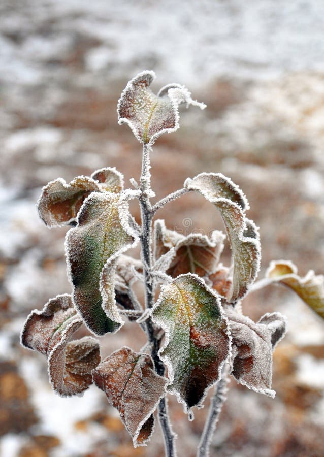 Plants with frost stock image. Image of nature, freeze - 53861645