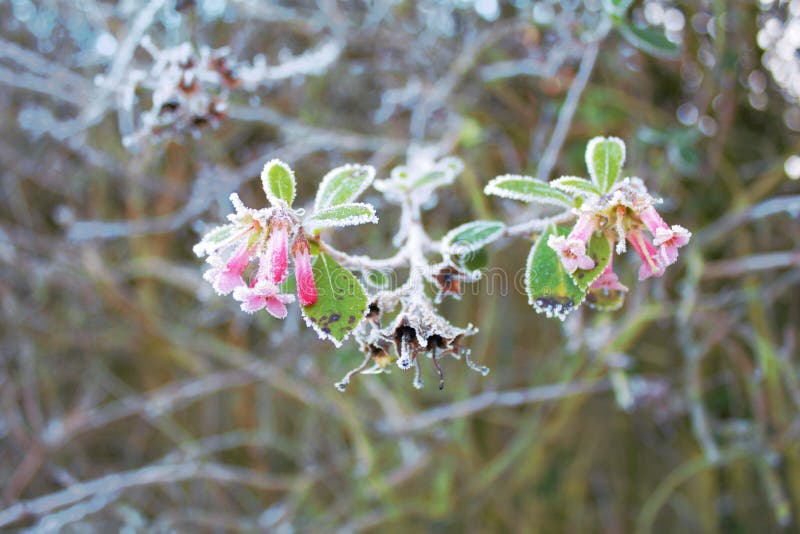 Plants stock image. Image of frosty, spring, flowers - 81230367