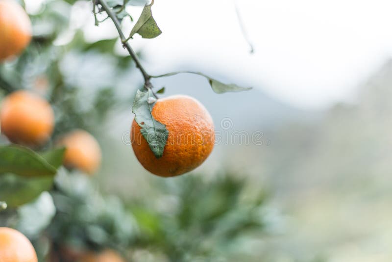 Picking Oranges Taiwan Stock Photos - Free & Royalty-Free Stock Photos ...
