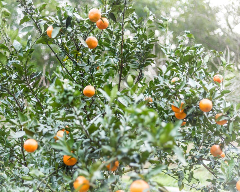 Picking Oranges Taiwan Stock Photos - Free & Royalty-Free Stock Photos ...