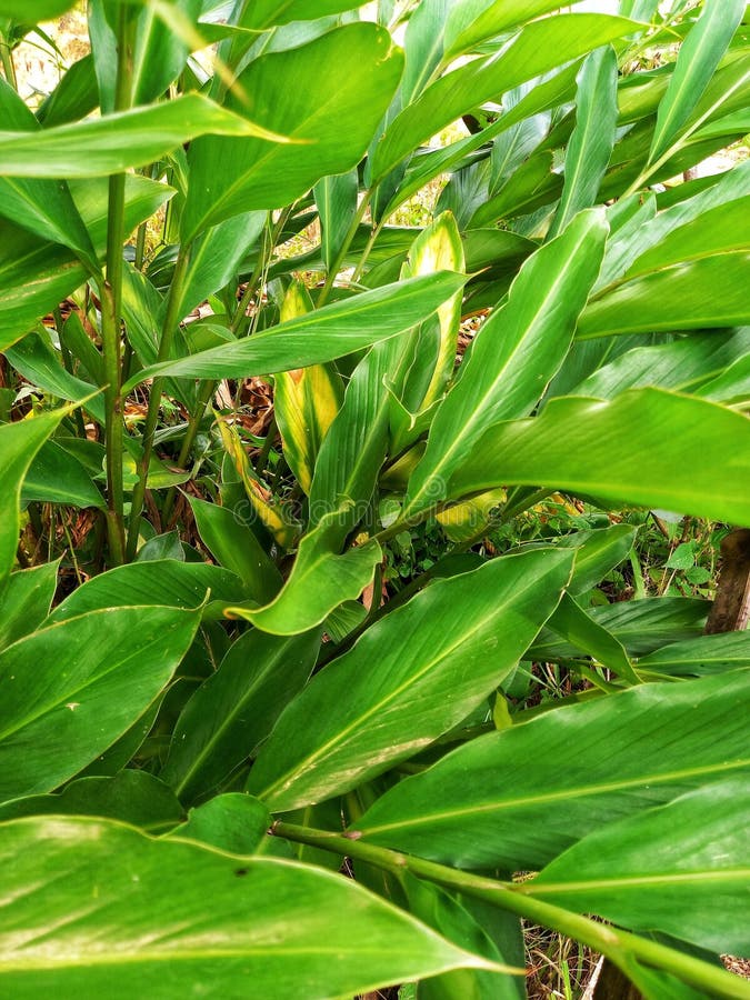 Plants from Galangal in Indonesia 20 May 2023 Stock Photo - Image of ...
