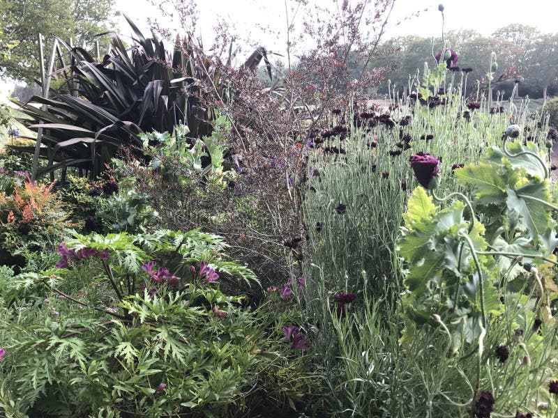 Plants in the Garden of the Getty Stock Photo - Image of gardens ...