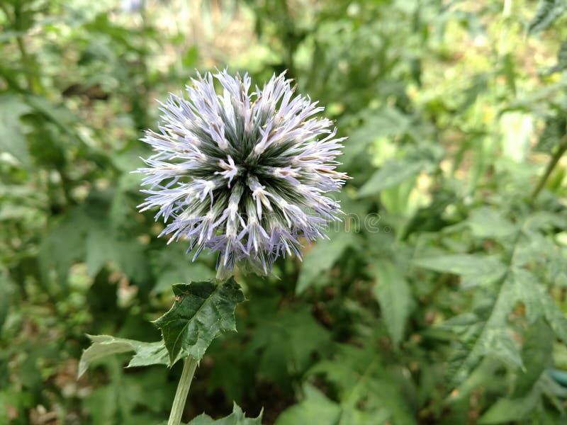 Plants in garden stock image. Image of garden, round - 123322785