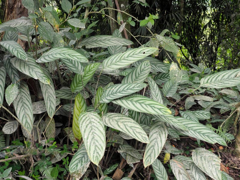 Calathea Is A Genus Of Plants Belonging To The Family Marantaceae Stock ...
