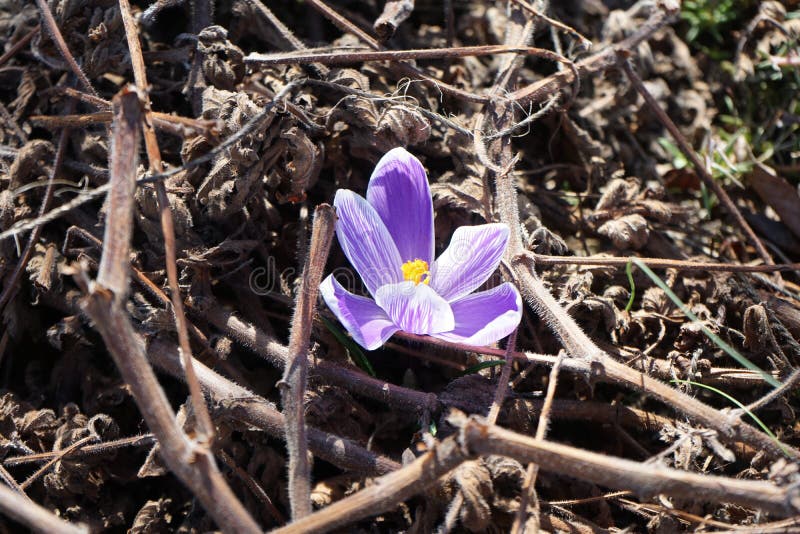 Beautiful Crocus Vernus "King of the Striped" in the Garden in March ...