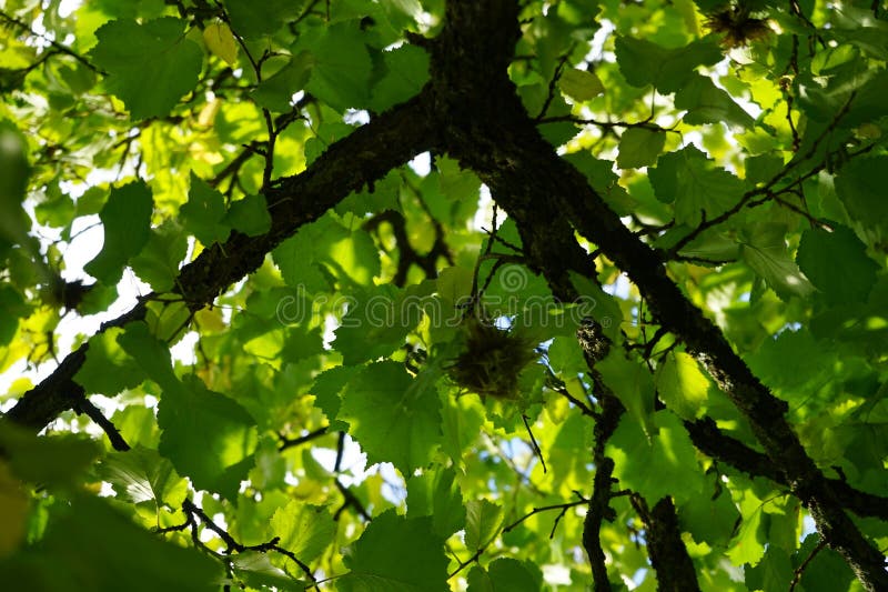 Corylus Colurna Grows in October. Berlin, Germany Stock Image - Image ...