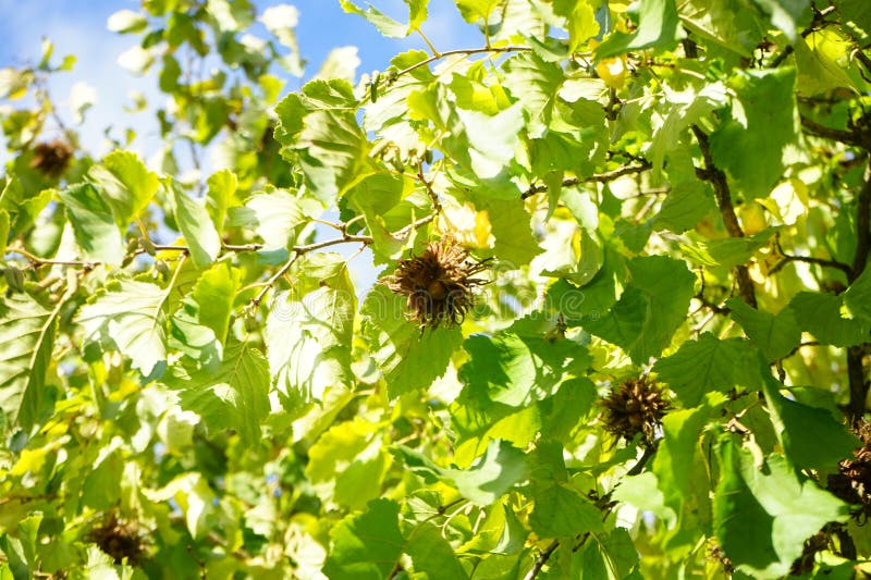 Corylus Colurna Grows in October. Berlin, Germany Stock Photo - Image ...