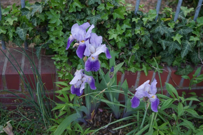 Historical Iris X Germanica Neglecta in May. Berlin, Germany Stock ...