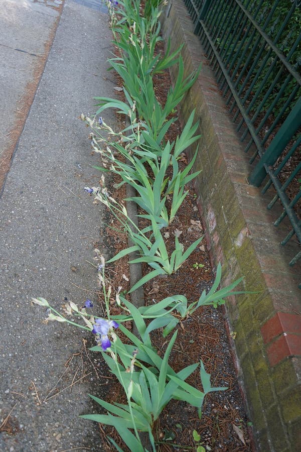Historical Iris Germanica Neglecta May Berlin Germany Stock Photos ...