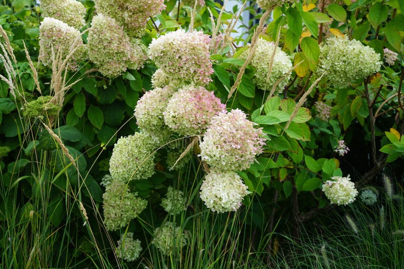 Hydrangea Paniculata Grandiflora Blooms in the Garden in September ...