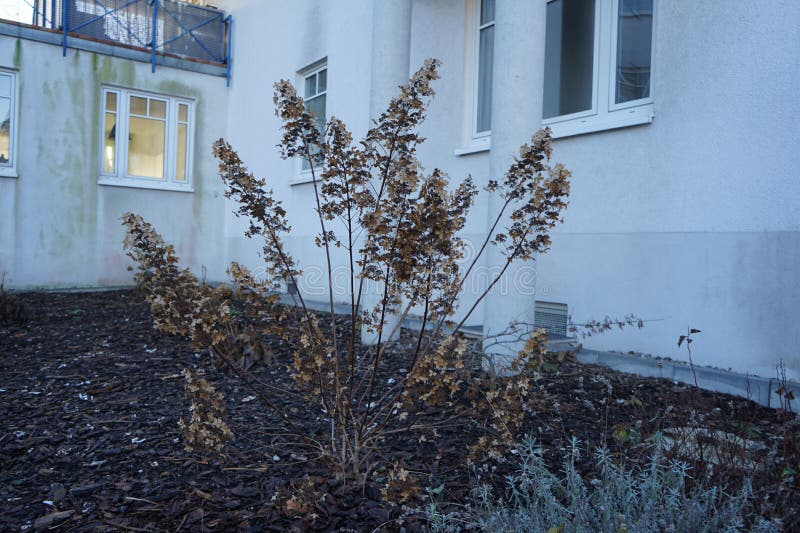 Hydrangea Paniculata Grows in December in the Garden. Berlin, Germany ...