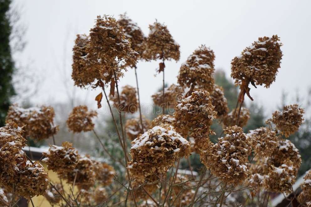 Hydrangea Paniculata Grows Under the Snow in December in the Garden ...
