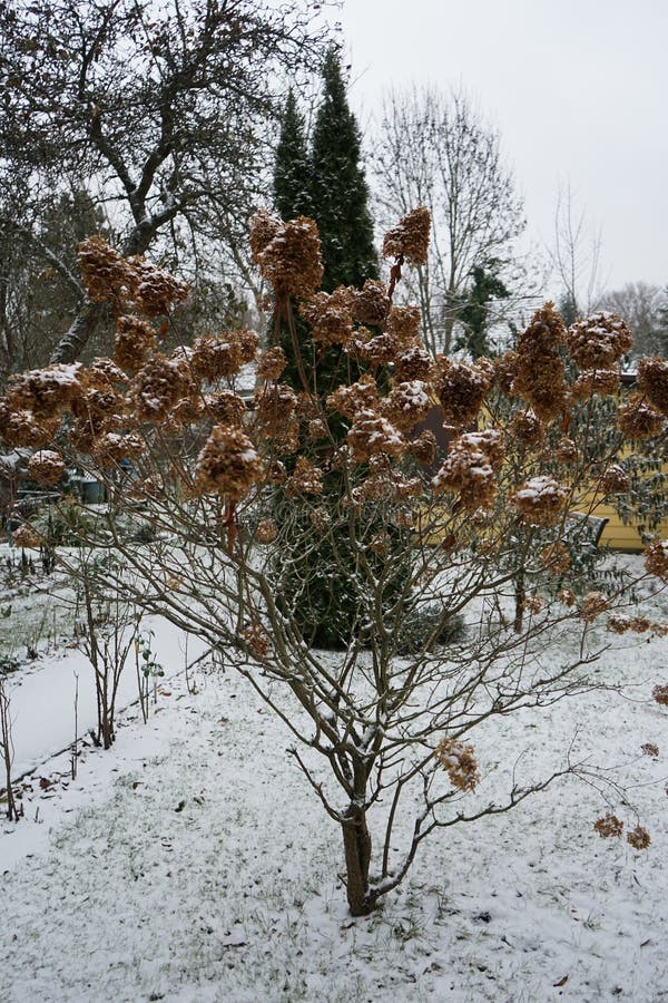 Hydrangea Paniculata Grows Under the Snow in December in the Garden ...