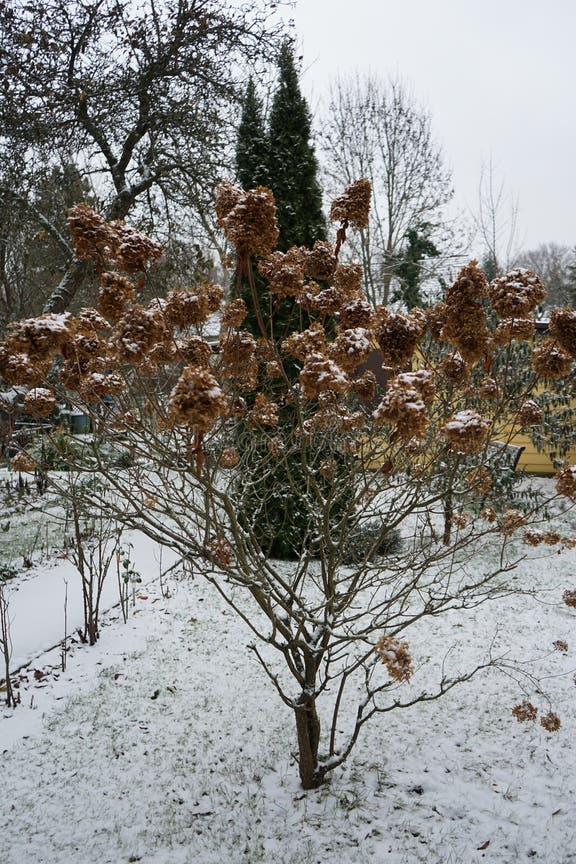 Hydrangea Paniculata Grows Under the Snow in December in the Garden ...