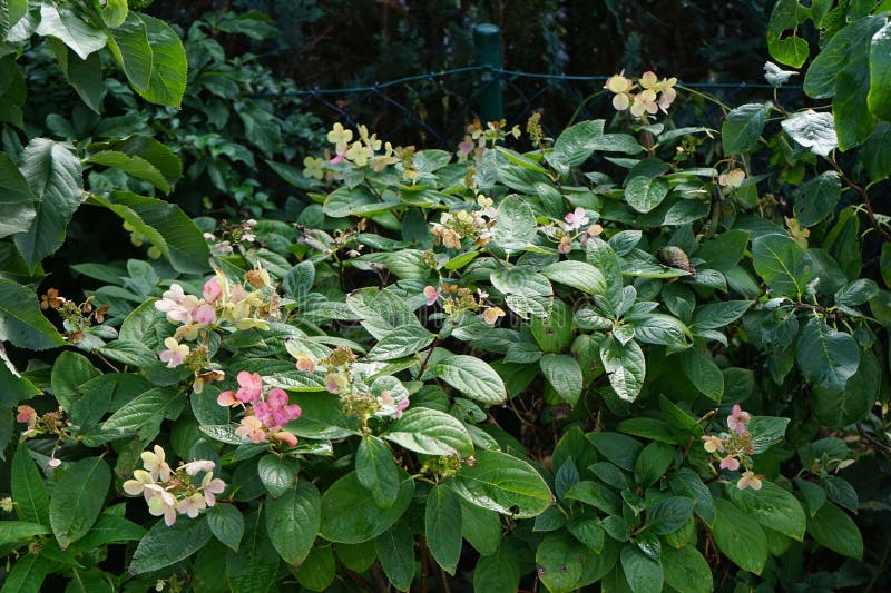 Hydrangea Paniculata Pinky-Winky Blooms in Autumn in the Garden. Berlin ...