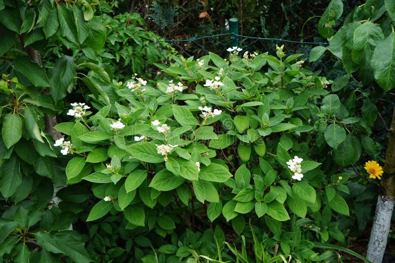 Hydrangea Paniculata Pinky-Winky Blooms in July in the Garden. Berlin ...