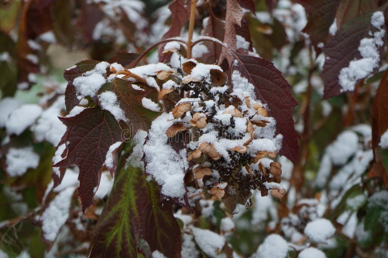 Hydrangea Quercifolia Grows Under the Snow in December in the Garden ...