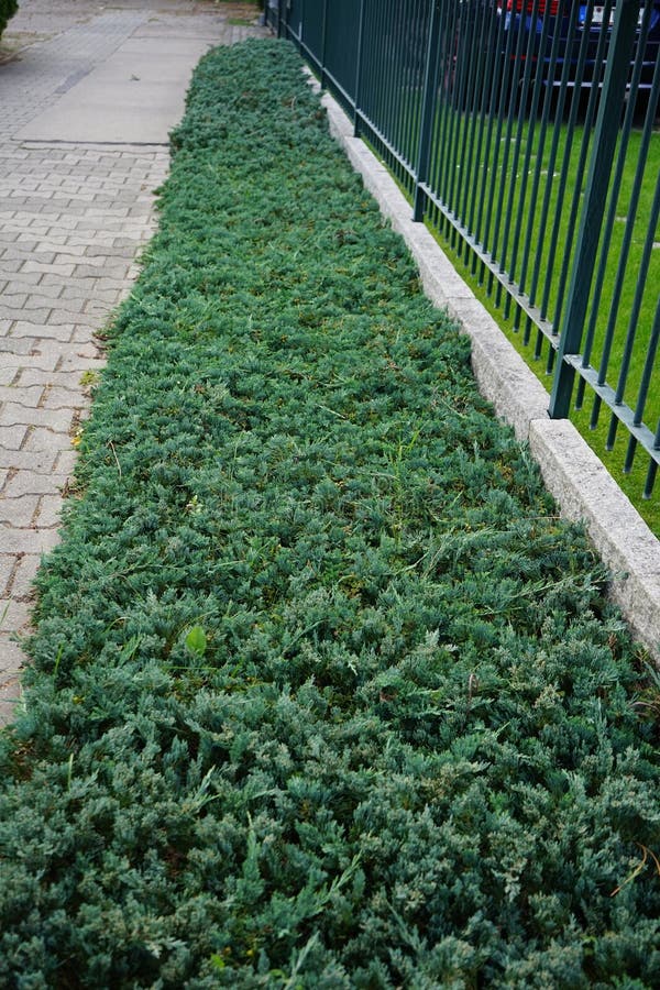Juniperus Horizontalis Grows in September. Berlin, Germany Stock Photo ...