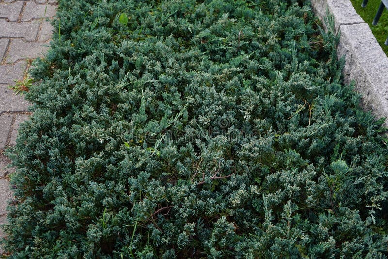 Juniperus Horizontalis Grows in September. Berlin, Germany Stock Photo ...