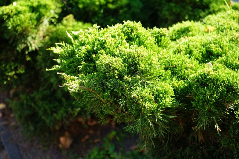 Juniperus Sabina Grows in October. Berlin, Germany Stock Photo - Image ...
