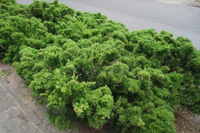 Juniperus Sabina Grows in September. Berlin, Germany Stock Image ...