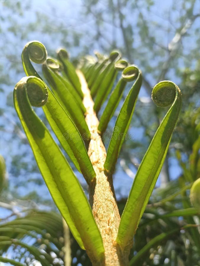 Plants Giant Polypodiophyta in Forest Volcano Banda Neira Stock Photo ...