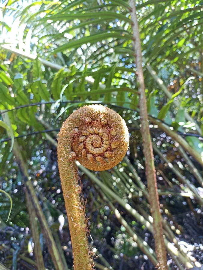 Plants Giant Polypodiophyta in Forest Volcano Banda Neira Stock Photo ...