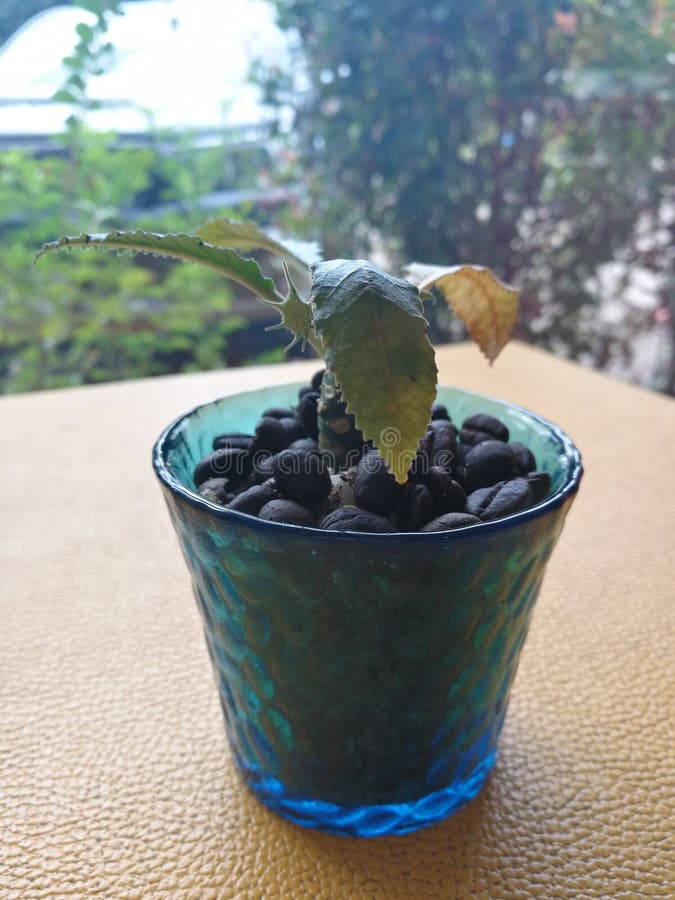 Plants in a glass stock image. Image of plant, flowerpot - 101838673