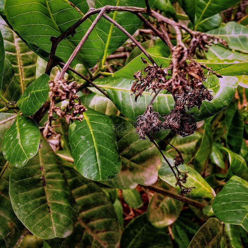 Plants in Goa stock photo. Image of plant, leaf, plants - 126563080